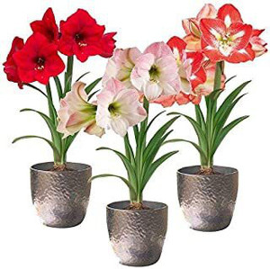 Audbhidhi Flower Bulbs for Summer Season Hippeastrum/Amaryllis lily ...