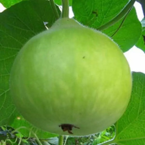 MAA Bottle Gourd round, Kaddu, Lauki Seed Price in India - Buy MAA ...