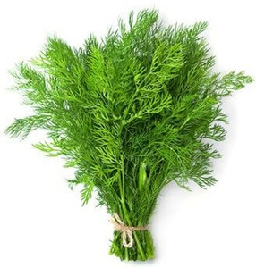 Aywal Soya Saag Dill Culinary Herb Organic Green Dill/Soya Herb Plant ...