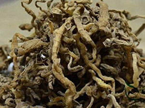 Urancia Meda Mahameda Polygonatum cirrhifolium Dried 100gm Seed Price ...