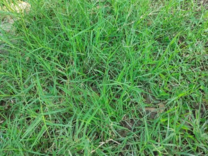 GREENSEA Indian Doob Grass, Lawn Grass, Scutch Grass Seed Price in ...