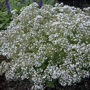 Aro Gypsophila Seed Price in India - Buy Aro Gypsophila Seed online at ...