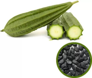 MAA Ridge Gourd, Turai, Luffa Seed Price in India - Buy MAA Ridge Gourd ...