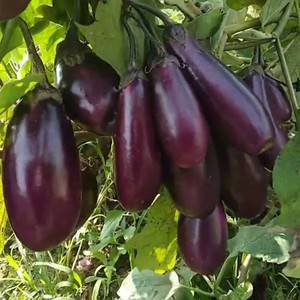 naturehils Brinjal Seed, BR-300 Organic Muktakeshi Brinjal , Black ...