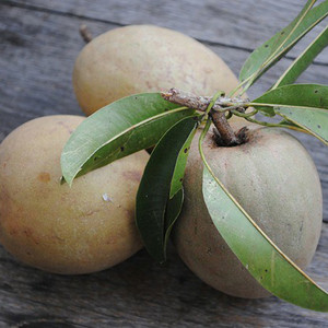 naturehils Chalisa Chikoo, Sapota, Sapodilla, Naseberry Seed, Sobeda ...