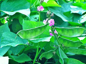 CHILLATAI CHEDI AVARAI / LABLAB PURPUREUS / DOLICHOS BEAN SEEDS ...