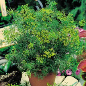 TRICONE Imported Dill Herb(Soya) Seeds For Home And Kitchen Gardening ...