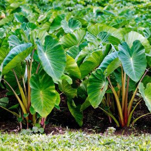 SeeGreen Taro Root / Arbi / Dasheen / Eddoes Vegetable Bulbs Home ...