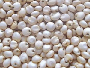 Jwar 1kg, Desi white jwar seeds highest yield Seed Price in India - Buy ...