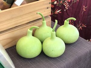KANAYA LAW/LOWKI Round Bottle Gourd Lauki/Lau/Clabash Seed Price in ...