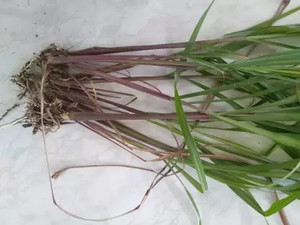 Aro Lemon Grass Seed Price in India - Buy Aro Lemon Grass Seed online ...