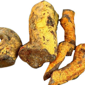 plantsworld Saptarangi, Ponkoranti பொங்கொரந்தி, Saptachakra, Salacia ...