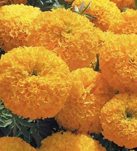 TRICONE Hybrid Orange Marigold Genda Flower Seeds 100 Beej M39 Seed ...