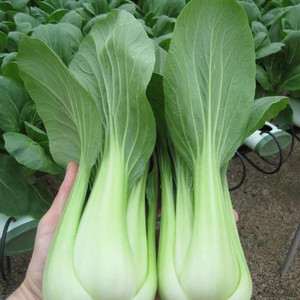 Farmonix Bok Choy / Pak Choi Seed Price in India - Buy Farmonix Bok ...