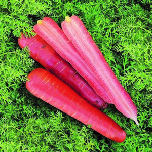 RUDAN Carrot RUBY Seed Price in India - Buy RUDAN Carrot RUBY Seed ...
