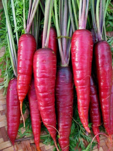 Aywal Mooli Seeds - (Red Long Radish) Seed Price in India - Buy Aywal ...