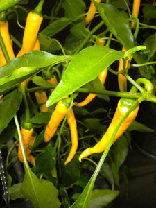 CYBEXIS Rare Golden Cayenne Capsicum Annuum Hot Chili Seeds-300 Seeds ...