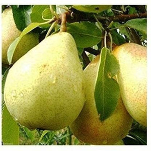 MAA Pear Seed Price in India - Buy MAA Pear Seed online at Flipkart.com