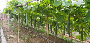 VibeX Hybrid Ridge Gourd - Vegetable Rainy Season[100 Gms, 500 Seeds ...