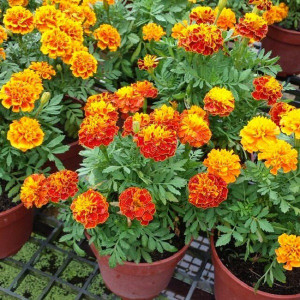Recron Seeds African Marigold (Genda) Flower Seed Price in India - Buy ...