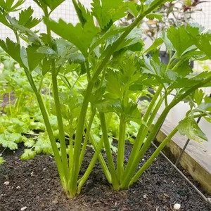MAA Celery, Ajmod Seed Price in India - Buy MAA Celery, Ajmod Seed ...