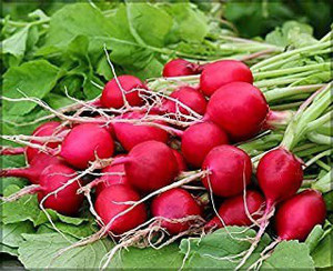 Aro Radish, Radish Red Ball Seed Price in India - Buy Aro Radish ...