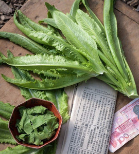 VibeX ® XLR-540 Sword Choy/Chinese Lettuce Seeds Seed Price in India ...