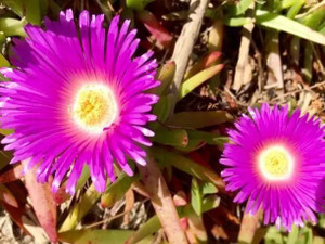 Aro Mesembryanthemum Seed Price in India - Buy Aro Mesembryanthemum ...