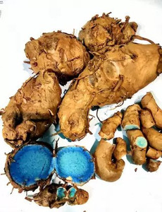 iva Black Turmeric, Karumanjal, Kali Haldi, Curcuma Caesia Seed 500g ...