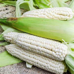 VibeX ® LXI-180 White Corn Sticky Sweet Seed Price in India - Buy VibeX ...