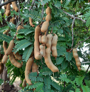 Lorvox Tamarind Meethi Imli (Thailand Tamarind) Seed Price in India ...