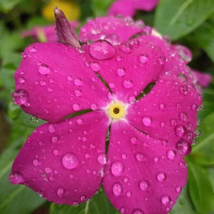 CORUS Vinca/सदाबहार Flower Plant Seed Price in India - Buy CORUS Vinca ...