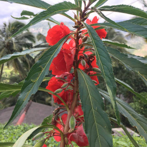 SAMS AGRO Red Balsam Flower Seeds Camellia Kudalu Seed Price in India ...