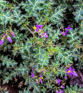 Faabiie Kateri Bhatkatiya Kantakari Katehri Kateli Indian Solanum Plant ...