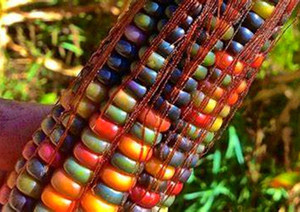 CYBEXIS High Yield Rare Corn,Big Grain Seeds500 Seeds Seed Price in ...