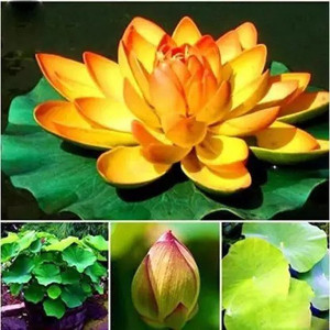 Aro Lotus, Kamal Seed Price in India - Buy Aro Lotus, Kamal Seed online ...