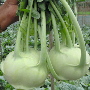 KANAYA Knol Khol Vegetable Fresh Hybrid Seed Price in India - Buy ...