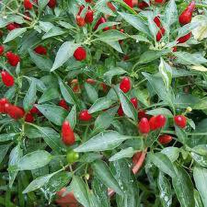 greenfarm Chilli Seeds , Mirchi Seeds Hari Mirch organic ( 200 seeds ...