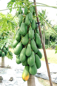 STOKIYA ORIGINAL LUNAR F1 HYBRID PAPAYA VARIETY SEEDS ( 300SEEDS ) Seed ...