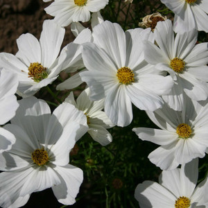 CEZIUS High Germination COSMOS BIPINNATUS ANGEL WINGS Seed Price in ...