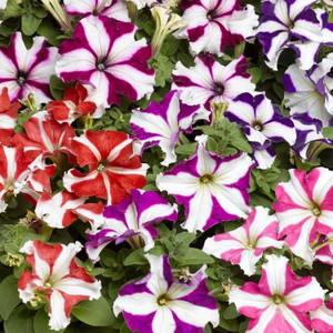ario Petunia Star Pro Flower Mix Seed Price in India - Buy ario Petunia ...