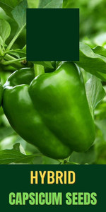 VibeX ® XLR-125 Green Capsicum F1 Hybrid shimla mirch Seed Price in ...