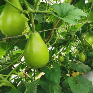 KANAYA LAW/LOWKI Round Bottle Gourd Lauki/Lau/Clabash Seed Price in ...
