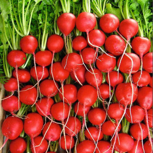 SeedHaven Upl Radish (Mulli) Vegetable Hybrid Variety Seed Price in ...