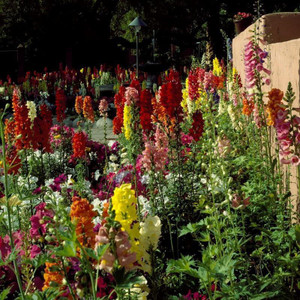 ROWTH Mix Dwarf Snapdragon (Antirrhinum) Seed Price in India - Buy ...