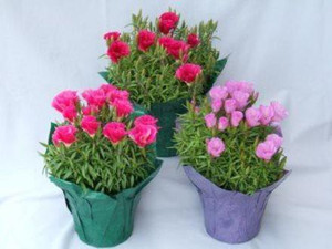 XOLDA Godetia azaleaflora mix Seed Price in India - Buy XOLDA Godetia ...