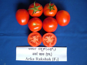 KNESSiN Triple Disease Resistant Tomato F1 Hybrid"Arka Rakshak"[400 ...
