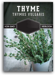 VibeX ® XLR-50 German Winter Thymus vulgaris Seed Price in India - Buy ...