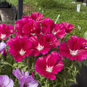 JRYU Clarkia Double Mix Flower Seed Price in India - Buy JRYU Clarkia ...