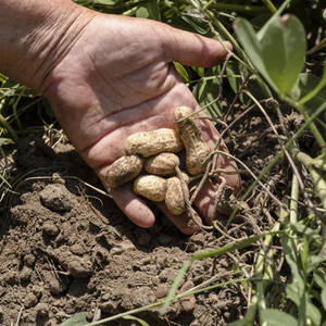 SREE Penut Vegetable Seed, Mungfali Seed. Badam Organic Seed Price in ...